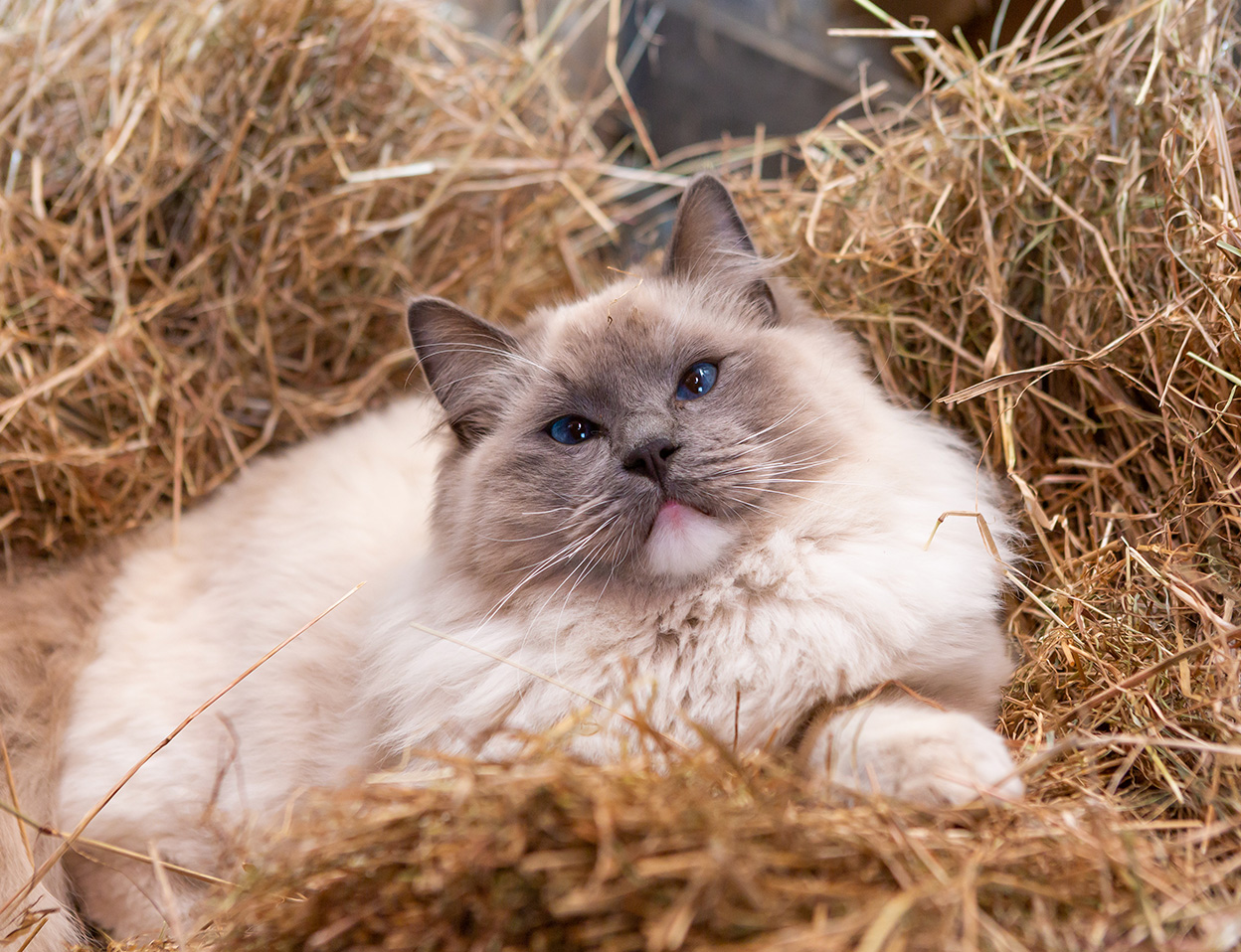 Pet advice and faqs – Guildford Vets