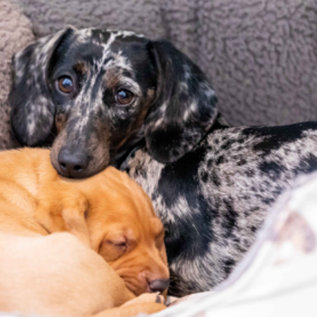 Pet Health Care Plans – Guildford Vets