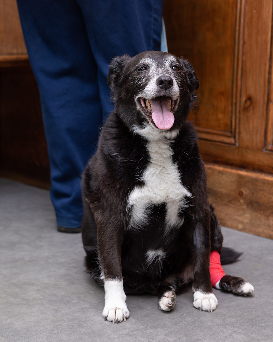 Pet Orthopaedics - Guildford Vets