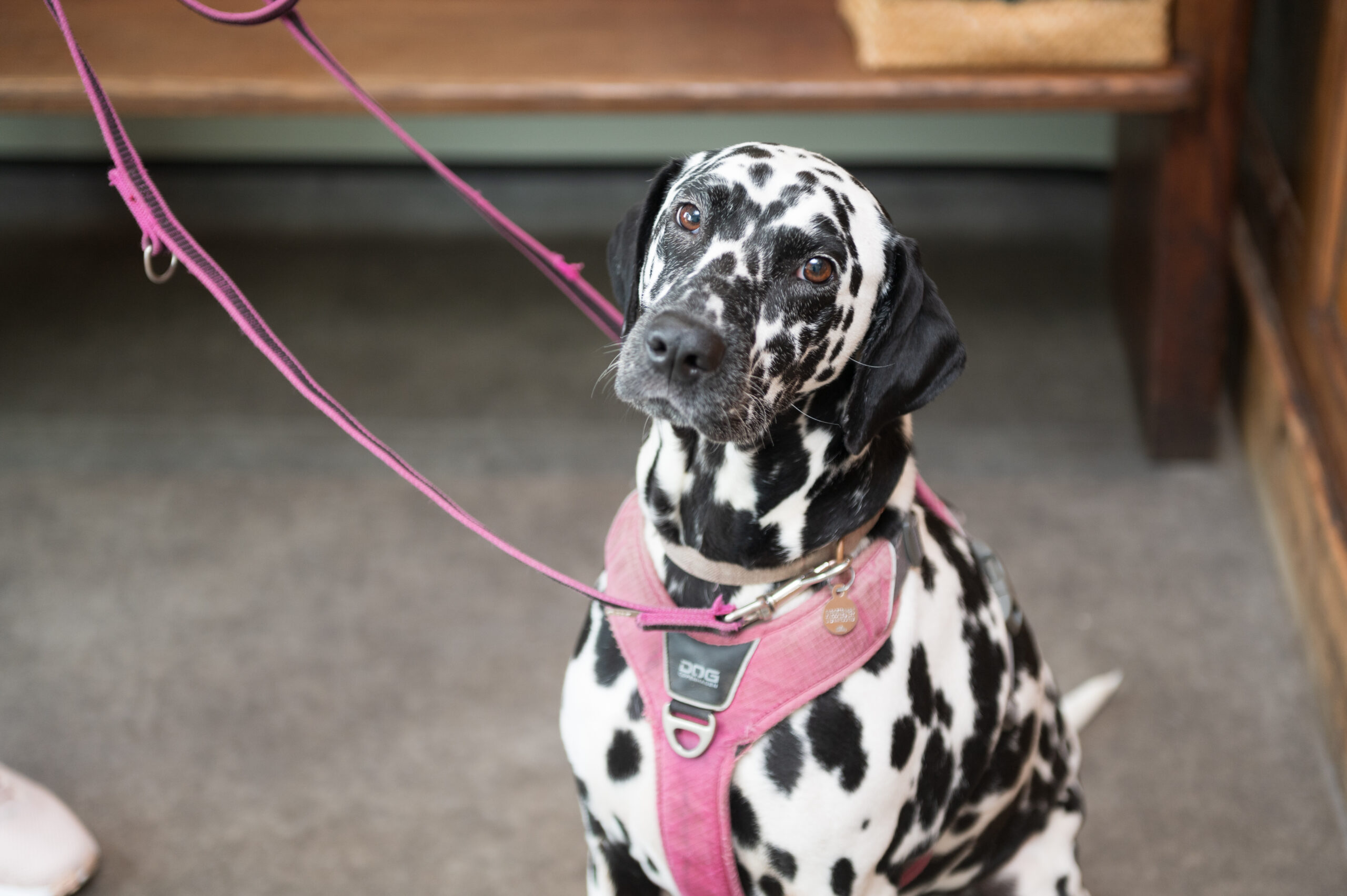 Emergency Vet Services - Guildford Vets