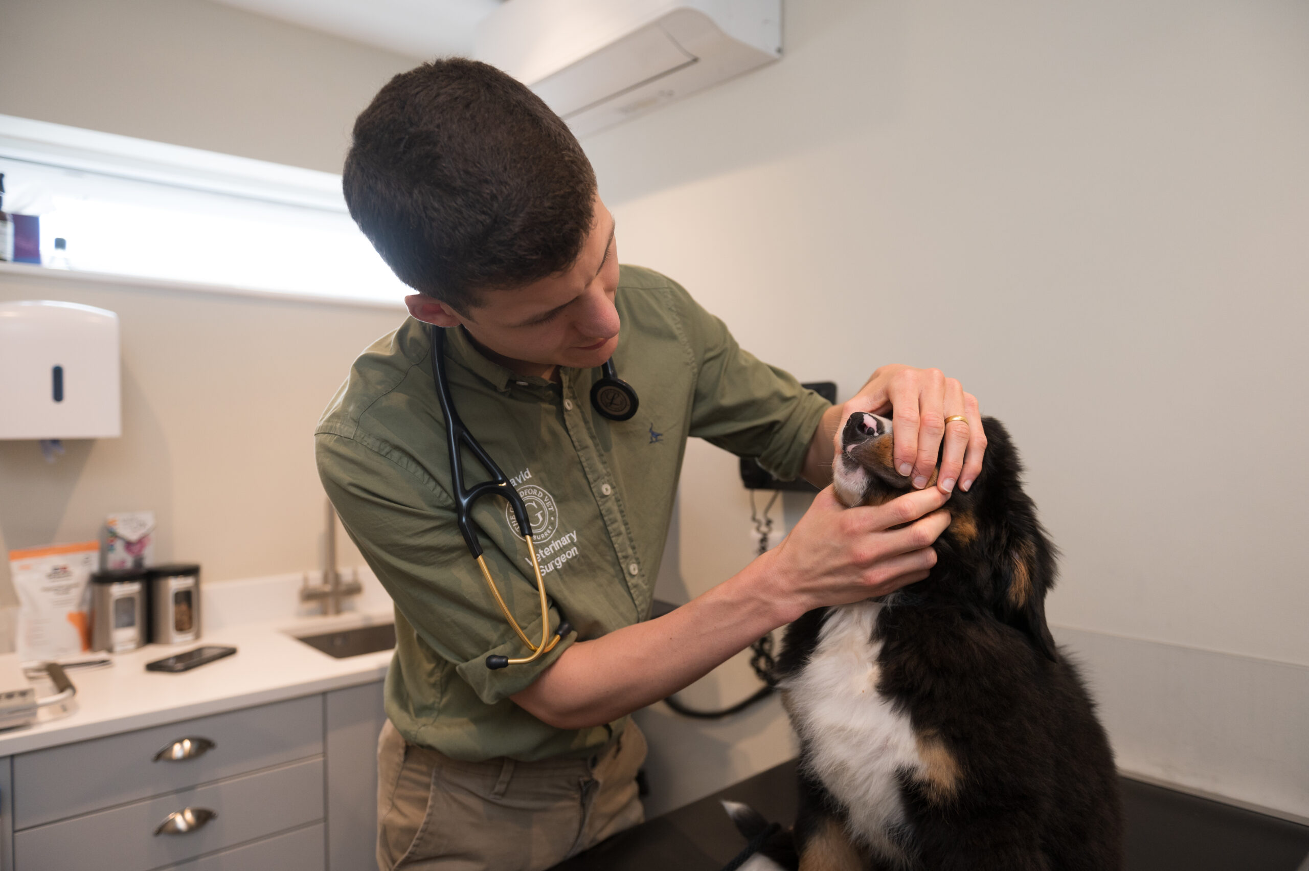 Pet Dental Care - Guildford Vets