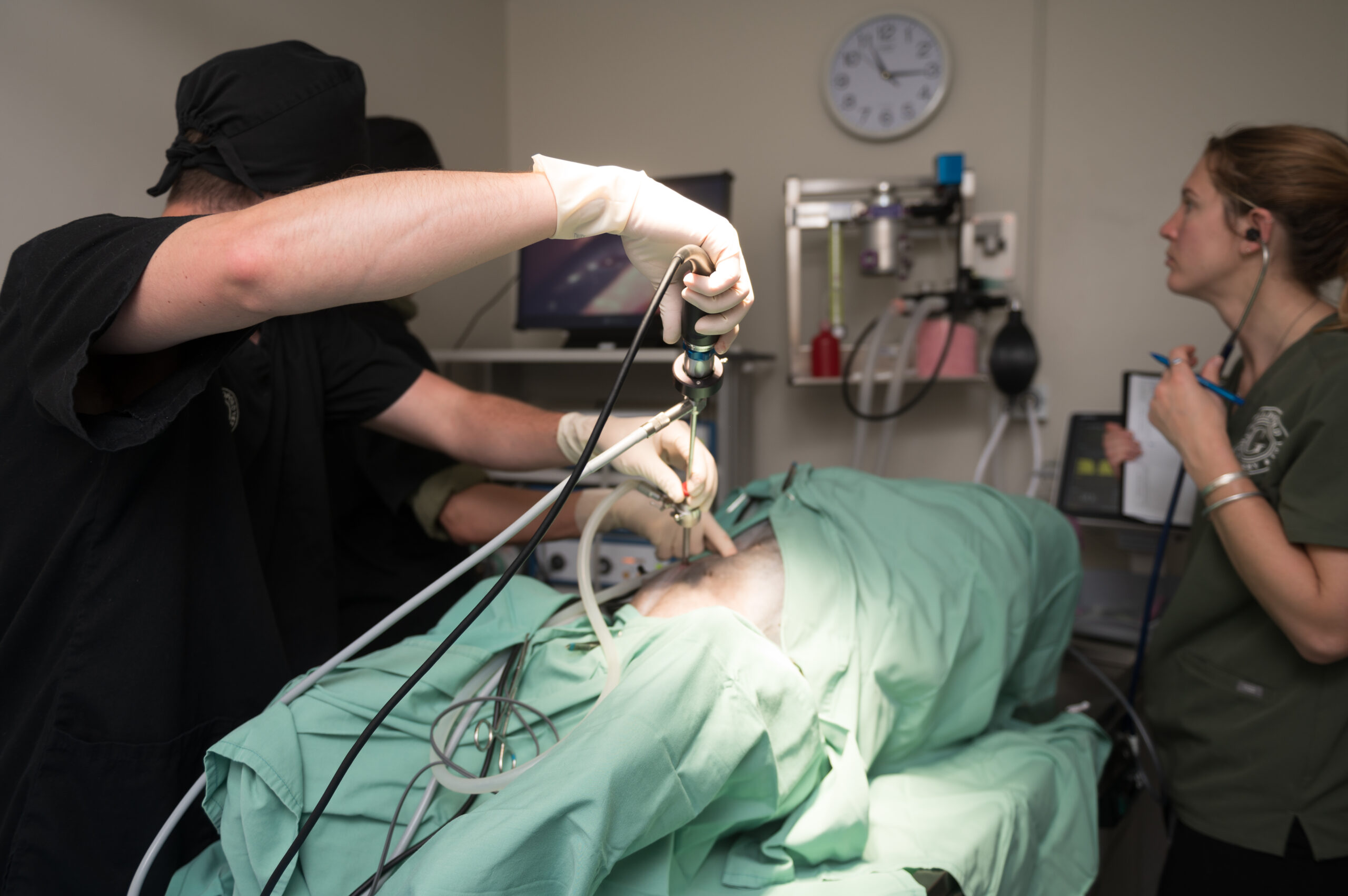Pet Laparoscopy - Guildford Vets