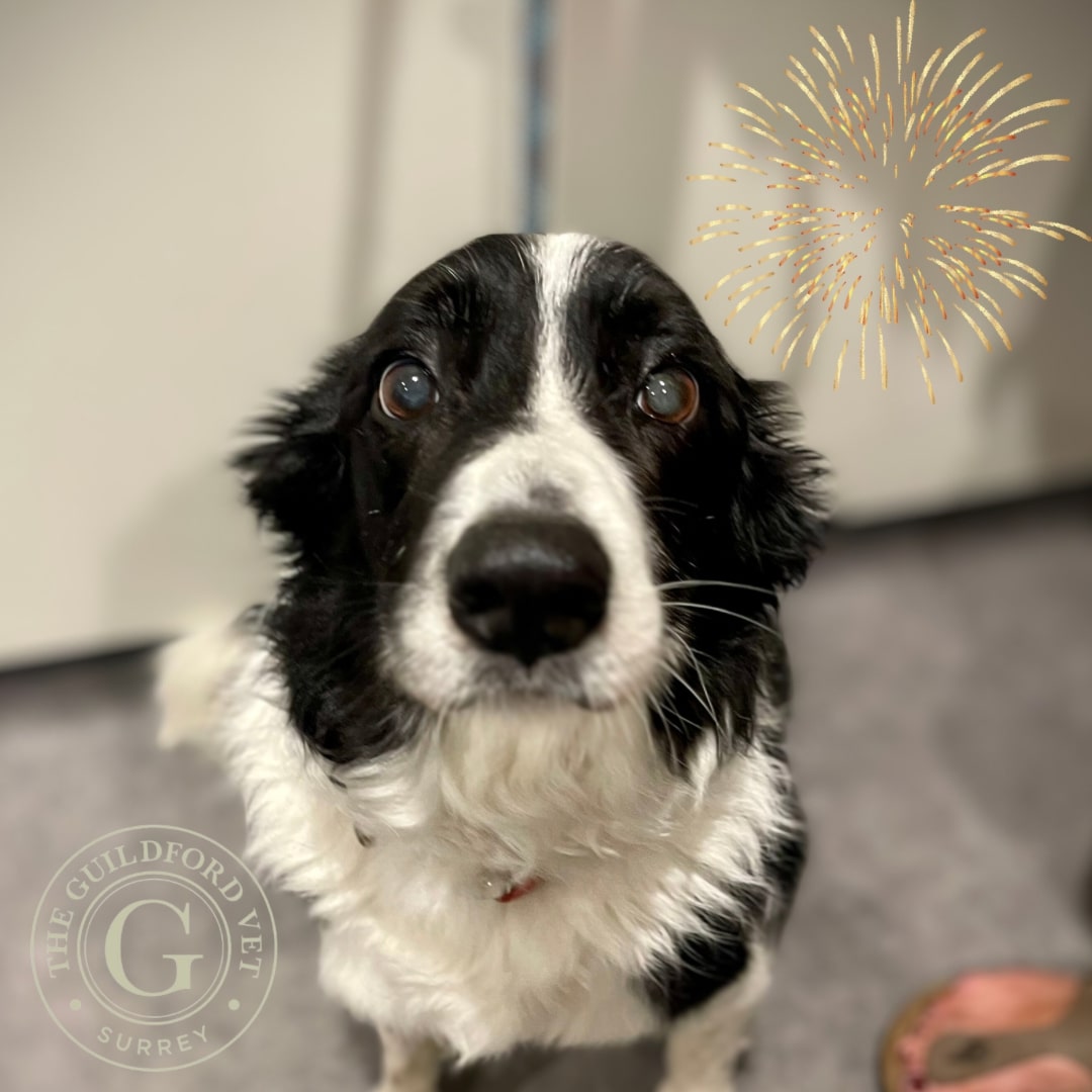 Fireworks and your pets: tips for a peaceful evening - Guildford Vets
